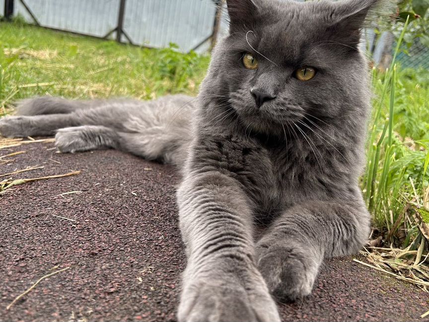 Мейн-кун вязка