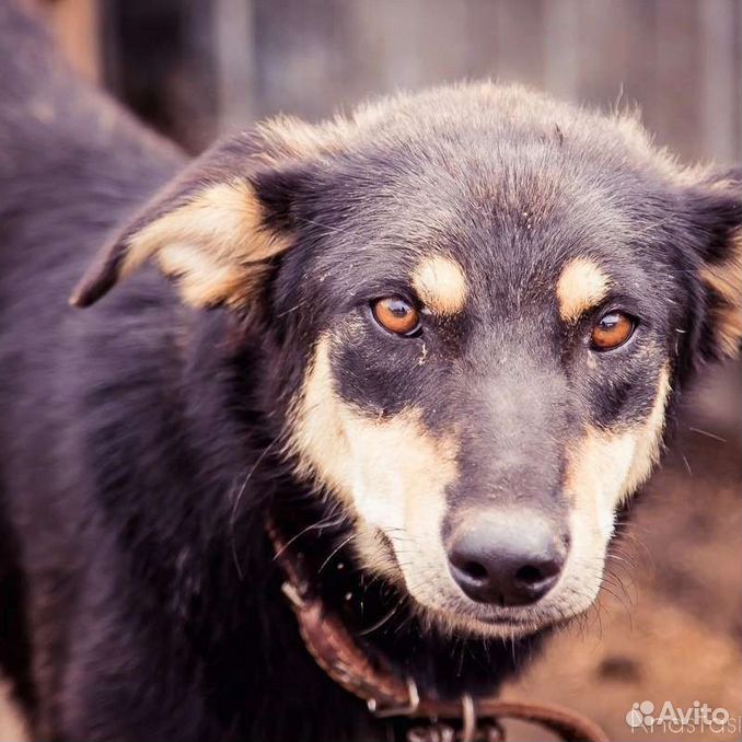 Джуля ищет дом