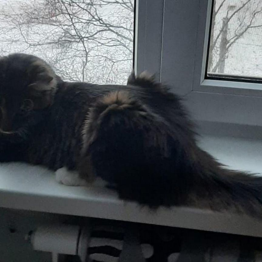 Кот на половину мэнкун, 9 месяцев