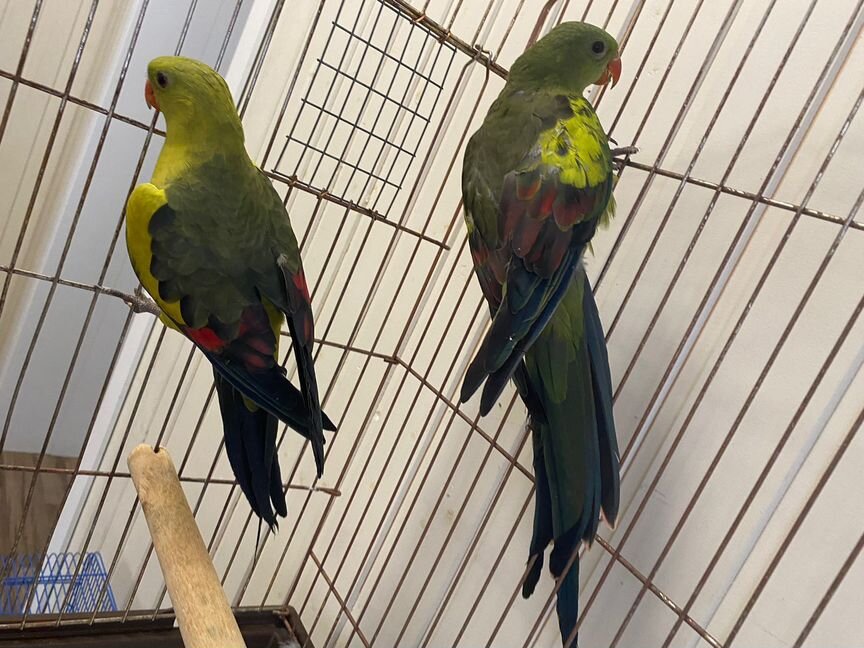 Попугай горный