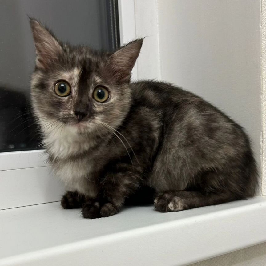 Кнопочка изумительная