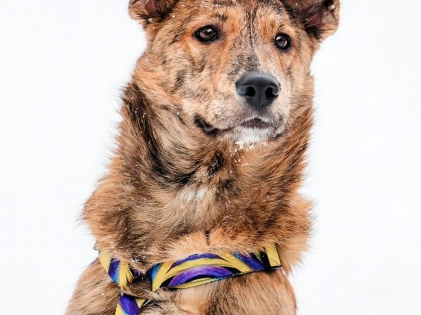 Собака в добрые руки отдам бесплатно