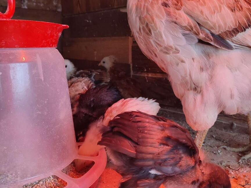 Цыплята от домашних курочек