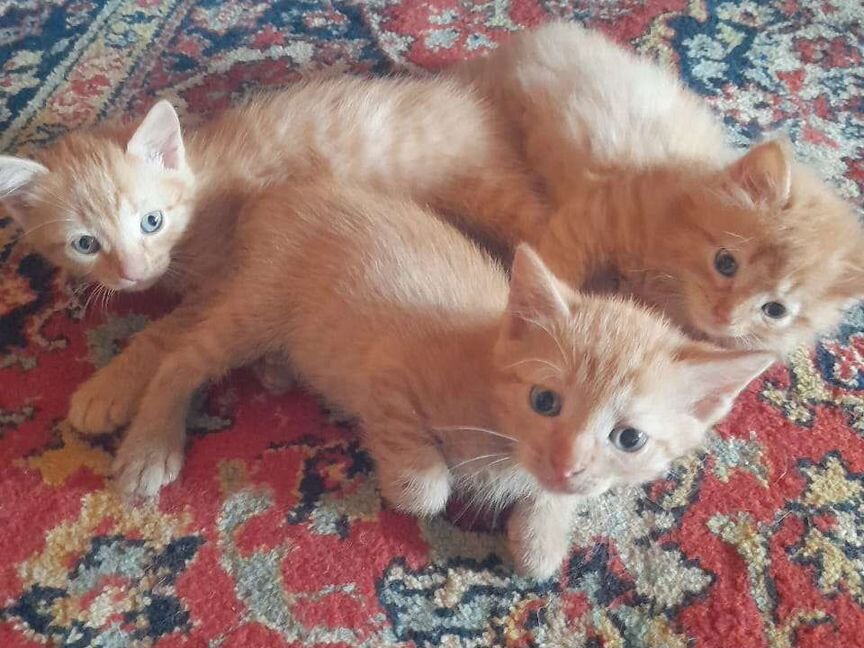 Котята в добрые руки