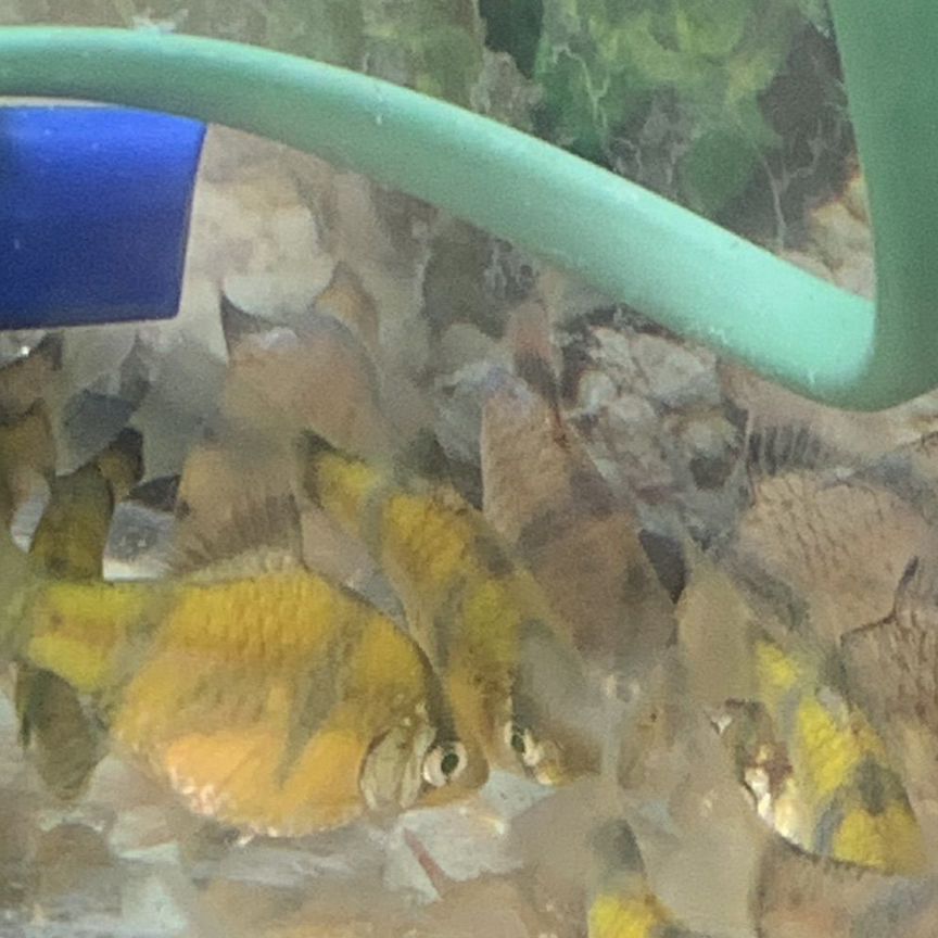 Отдам Суматранского барбуса