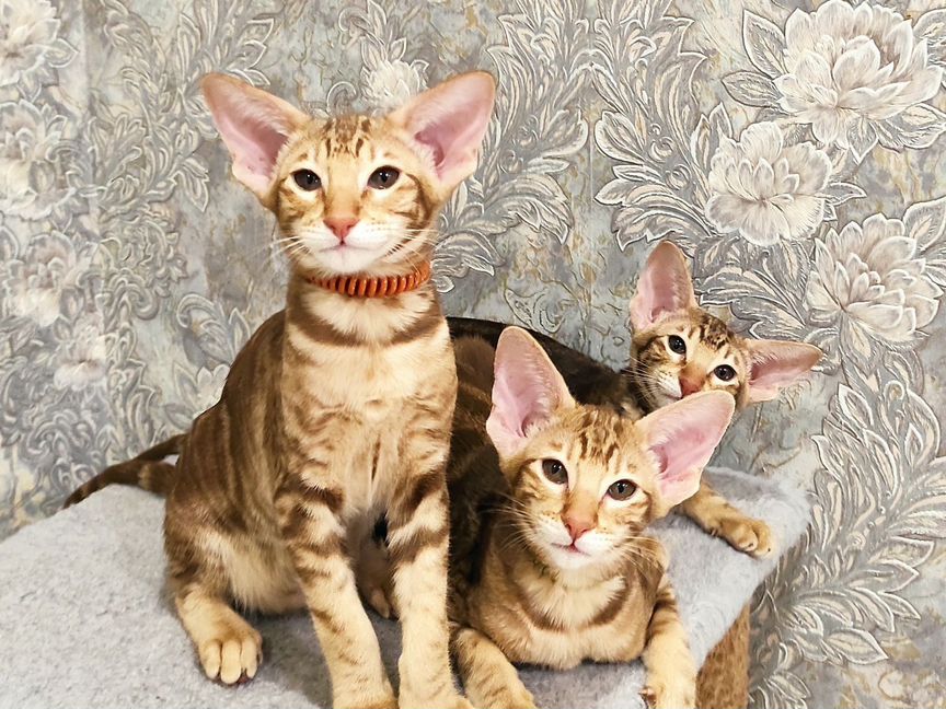 Ориентальные котята