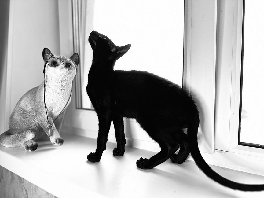 Ориентальные котики черного цвета
