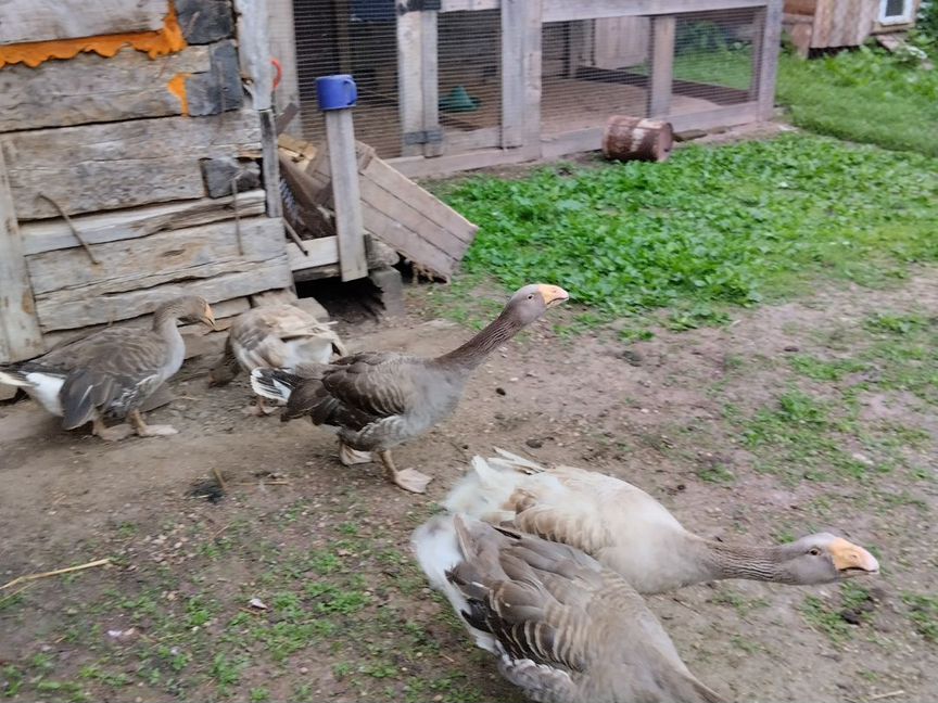 Тульские гуси