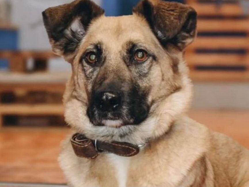 Собака для души