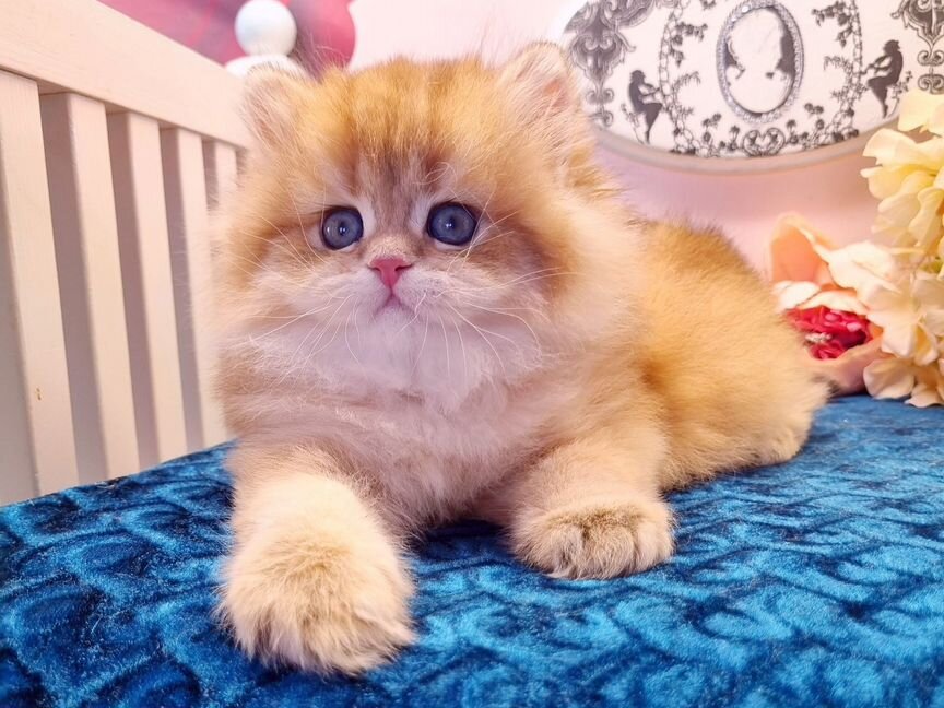 Британские золотые котята. С документами
