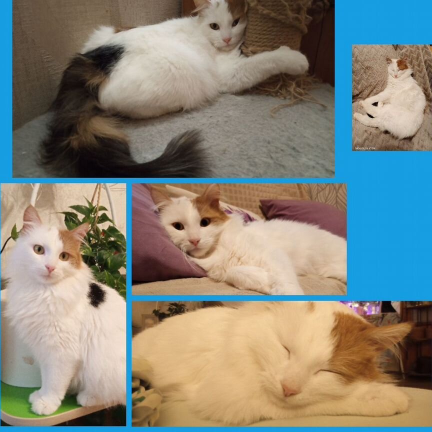 Взрослая, кошка в добрые руки