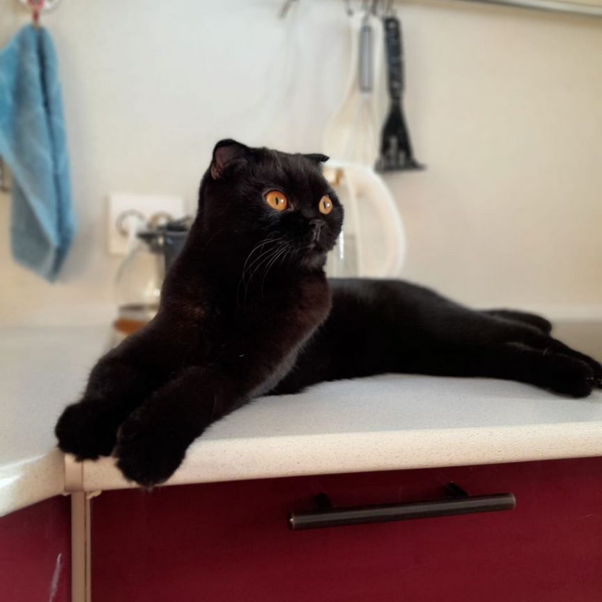 Ищу кота на вязку