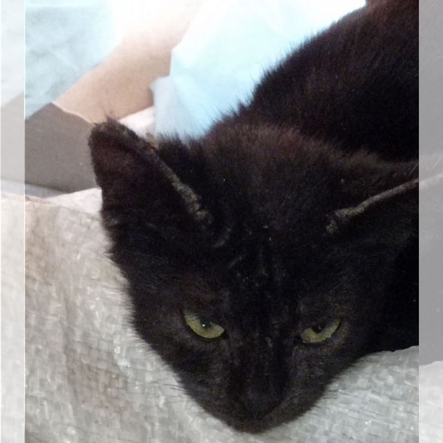 Отдам в добрые руки маленького котёнка,Бесплатно