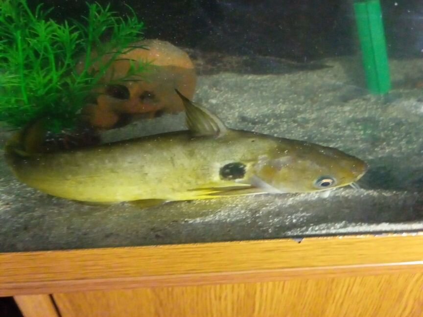 Сом Павлиний глаз