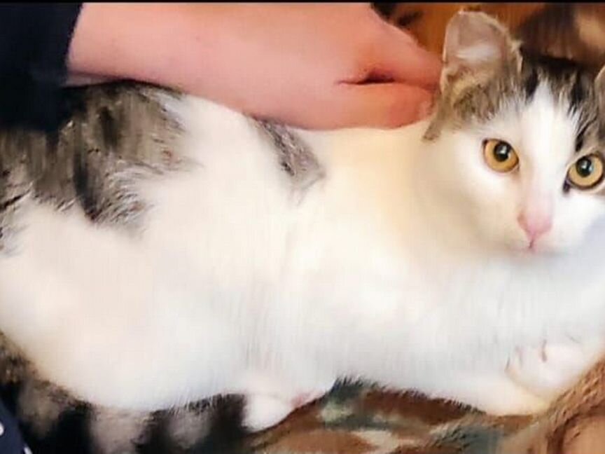 Котенок супер ласковый и добрый замерзал
