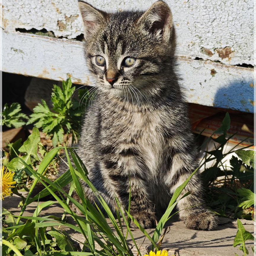 Котёнок в добрые руки