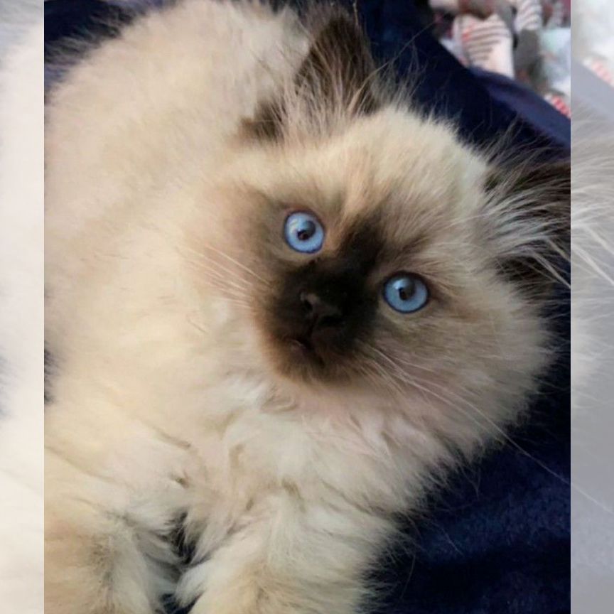 Невский маскарадный котёнок