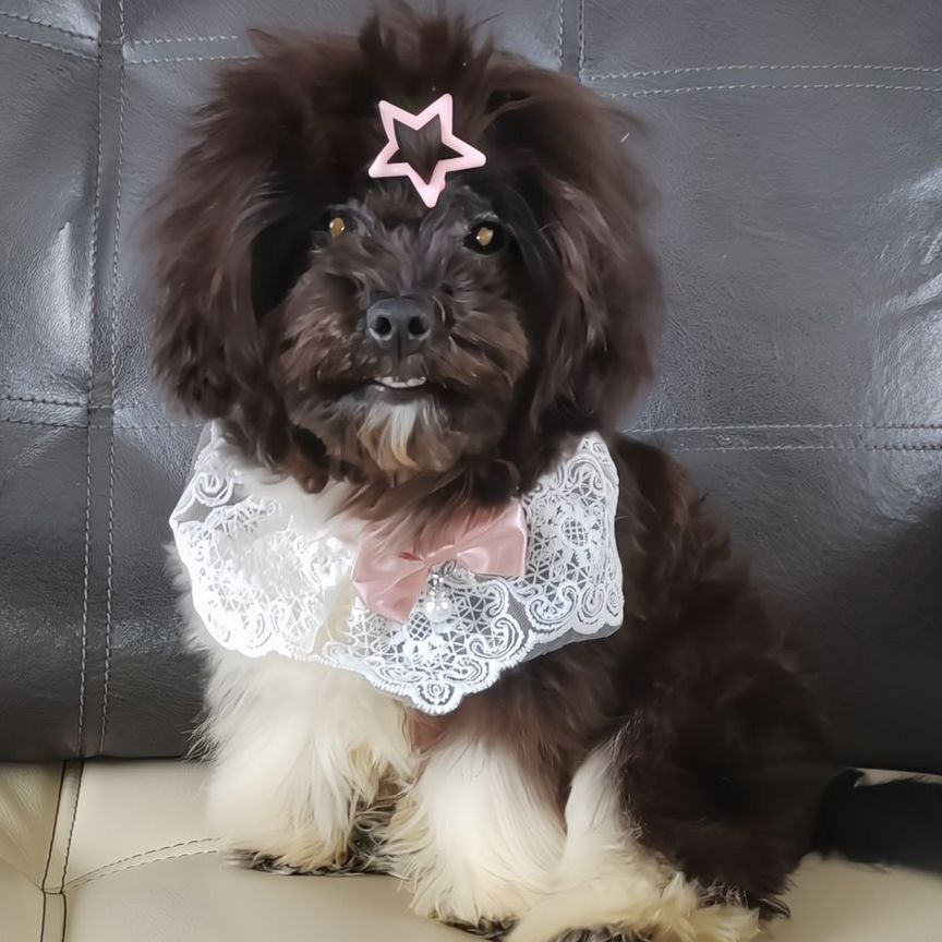 Мальтипу, щенок