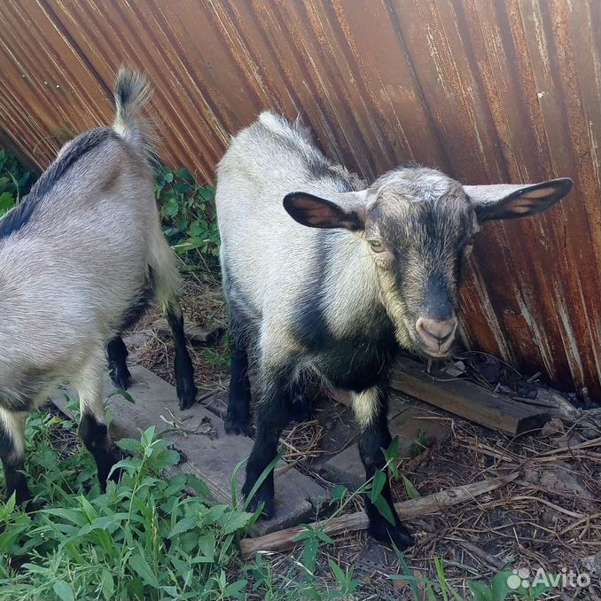 Козленок 3,5 месяца стоимость 3000руб
