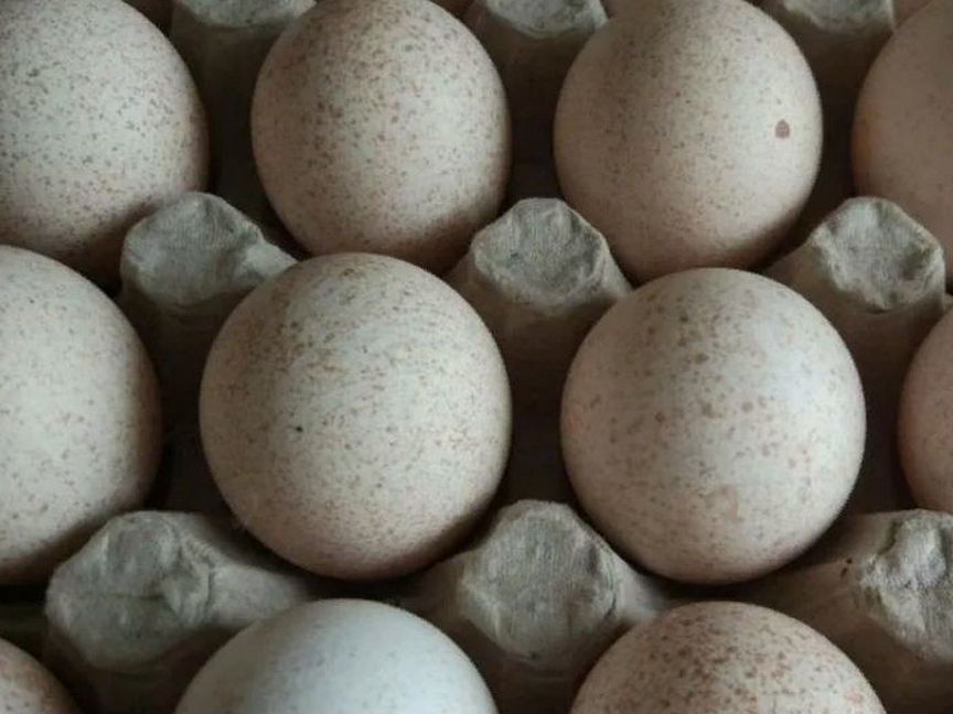 Яйцо индюшиное инкубационное