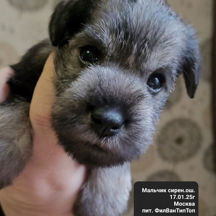 Перцовые мальчишки цвержики