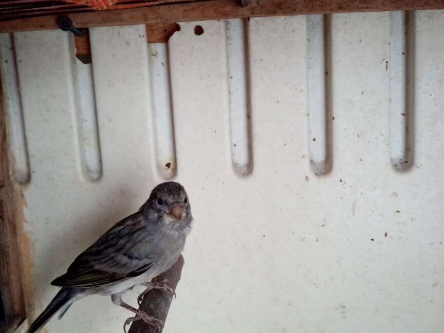 Кенор и канарейки овсяночный напев