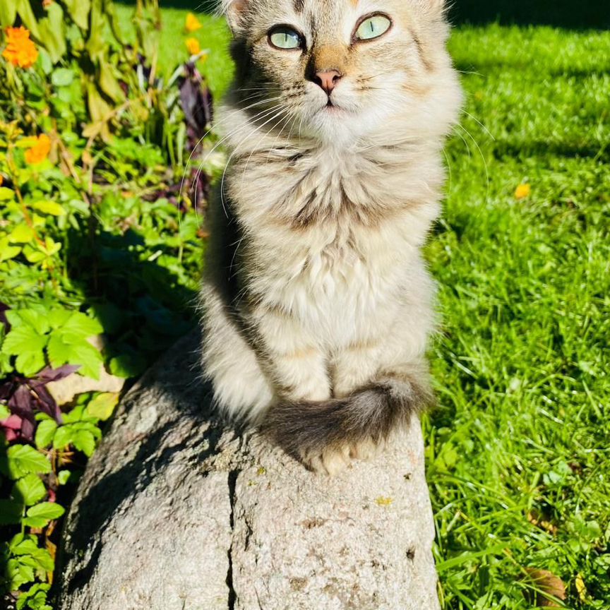 Голубоглазая кошечка