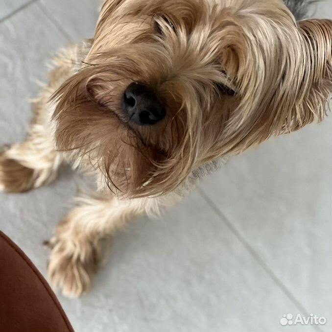 Потерялся йоркширский терьер