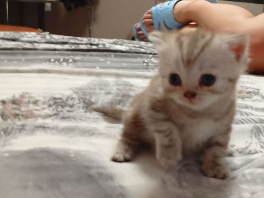 Кототенок шотландец.Мама папа на последнем фото
