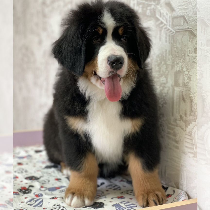 Бернский зенненхунд, щенок