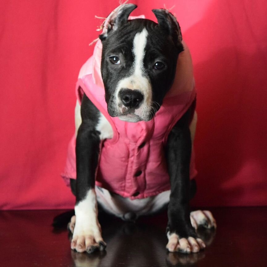 Американский стаффордширский терьер, щенок