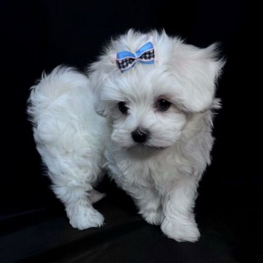 Мальтийская болонка щенки девочки семейные