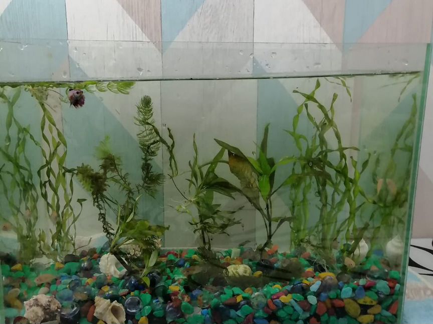 Аквариум с рыбками