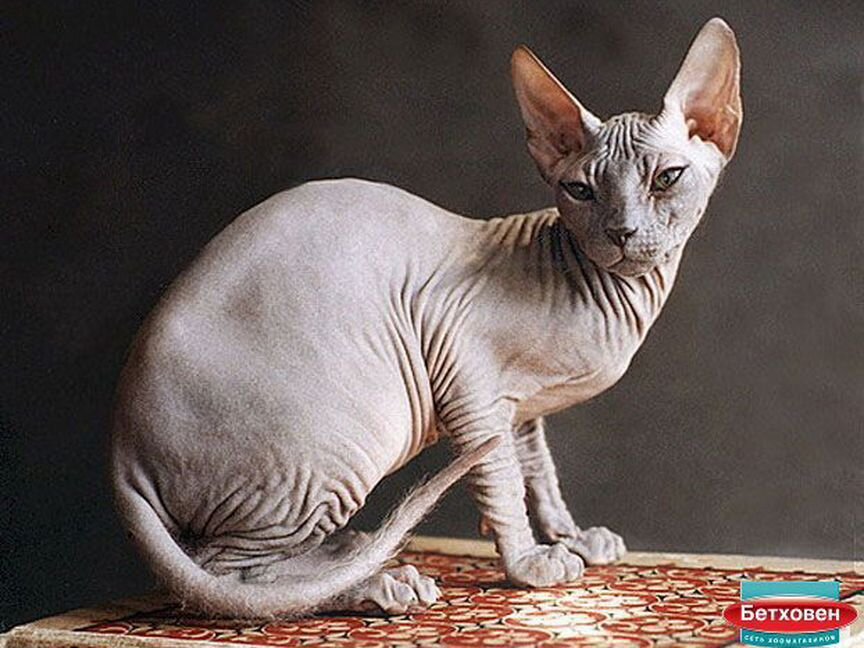 Кошка донской сфинкс