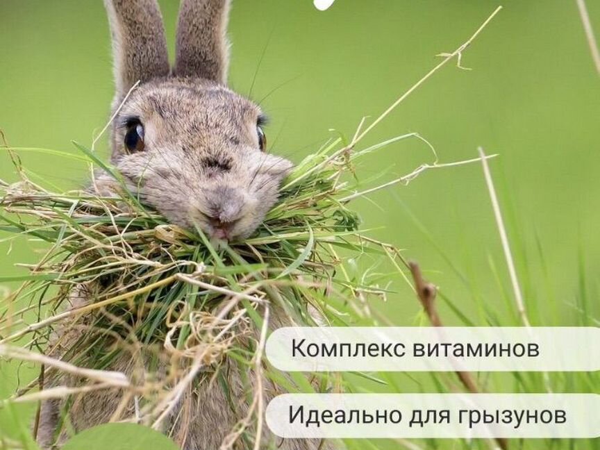 Сено луговое для грызунов