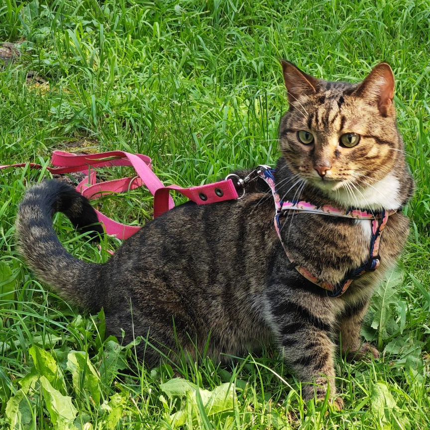 Манчкин, взрослый кот