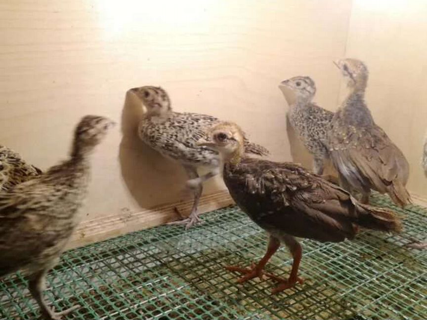 Золотой фазан