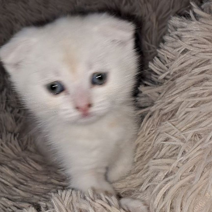 Шотландский вислоухий длинношёрстный котёнок