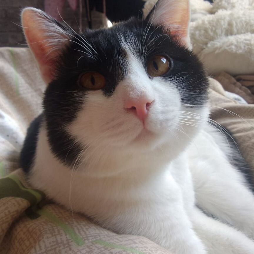 Котёнок