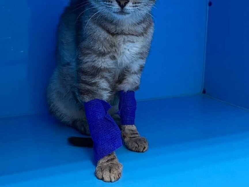 Сколько нужно пережить кошке