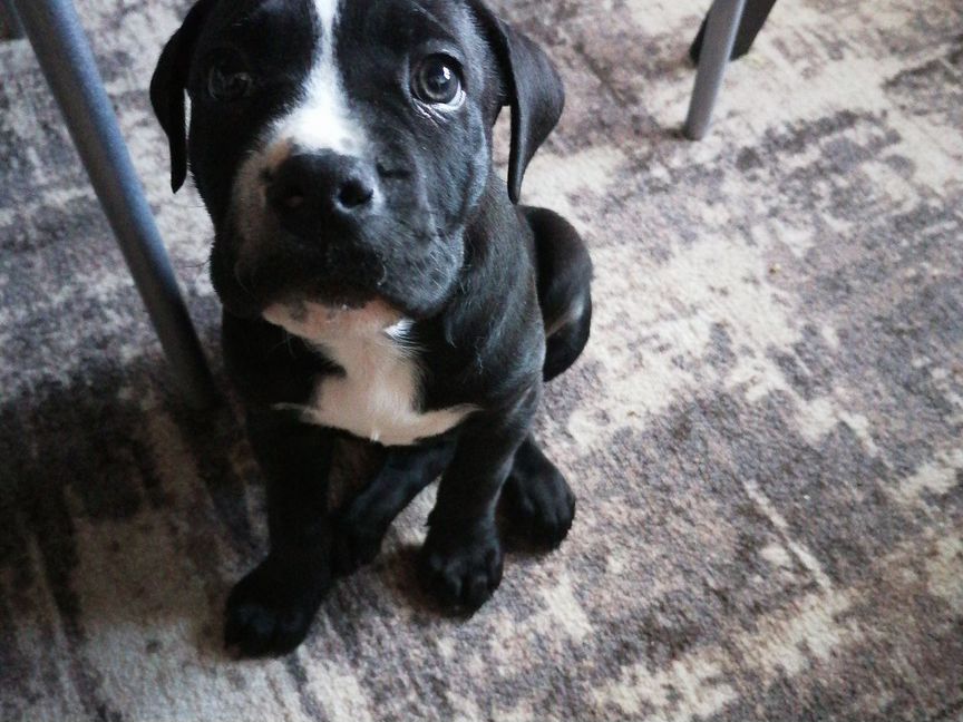 Отдам в добрые руки