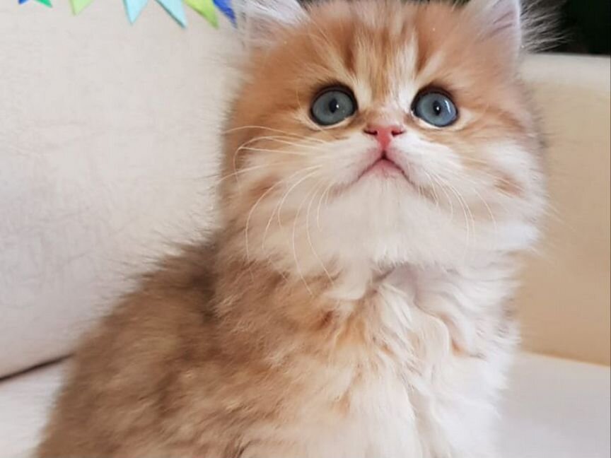 Котята золотая шиншилла