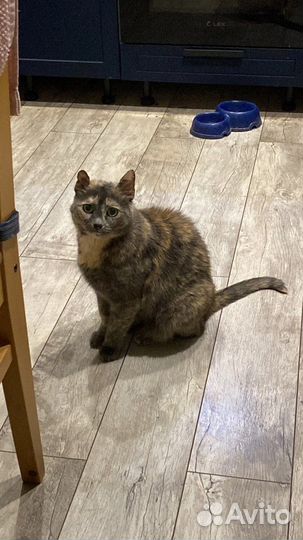 Кошка только в добрые руки