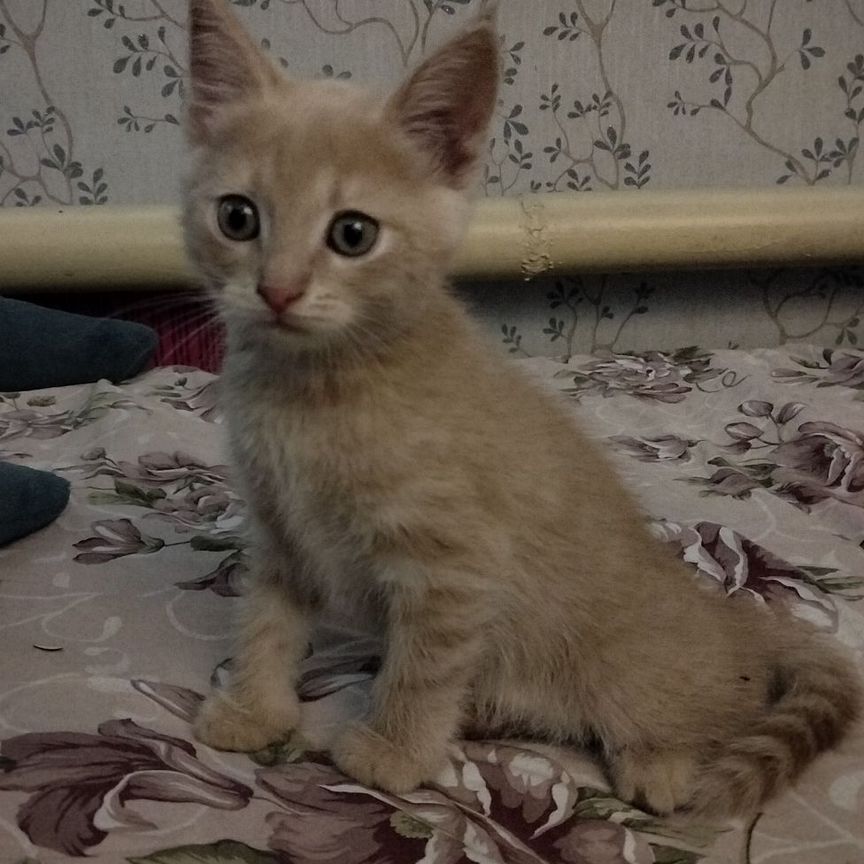 Котёнок в добрые руки