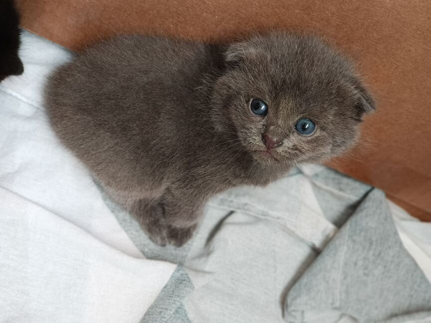 Шотландские котята
