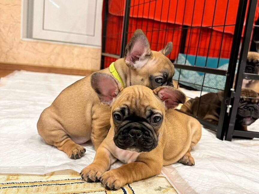 Французские бульдоги щенки