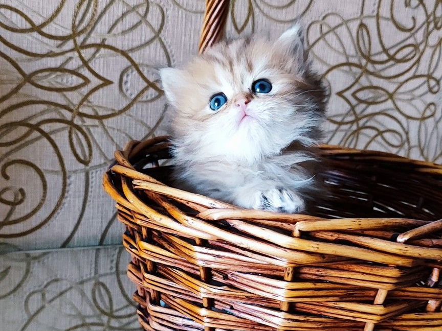 Котята британской шиншиллы