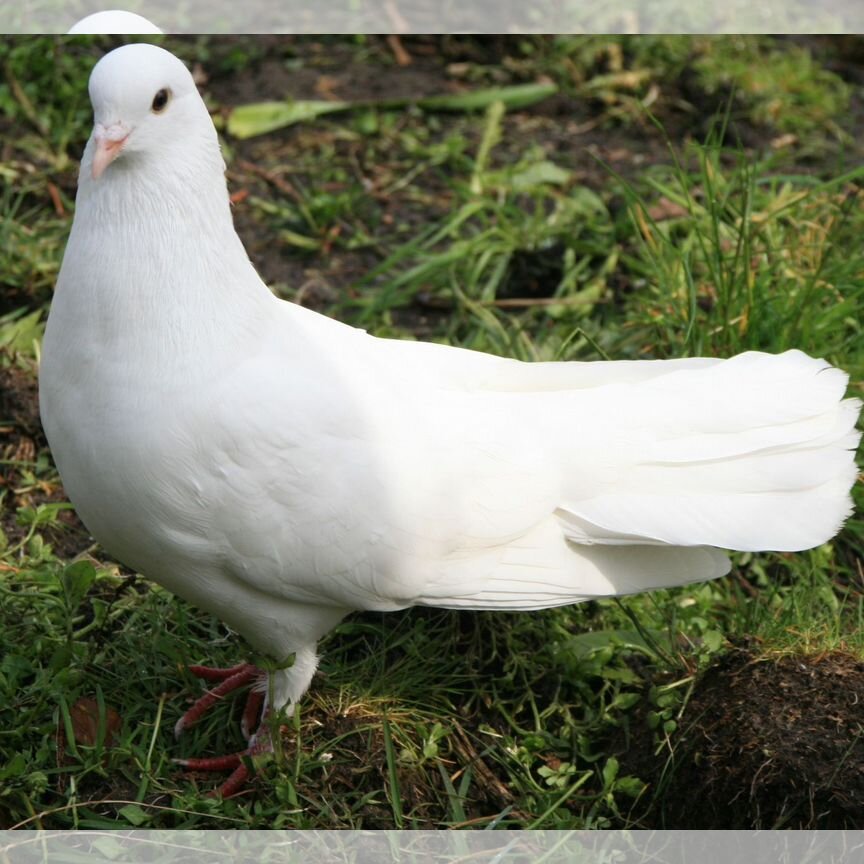 Продажа голубей