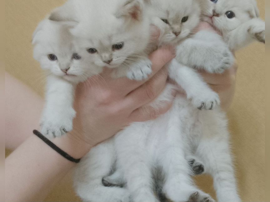 Котята золотая Линкс поинт