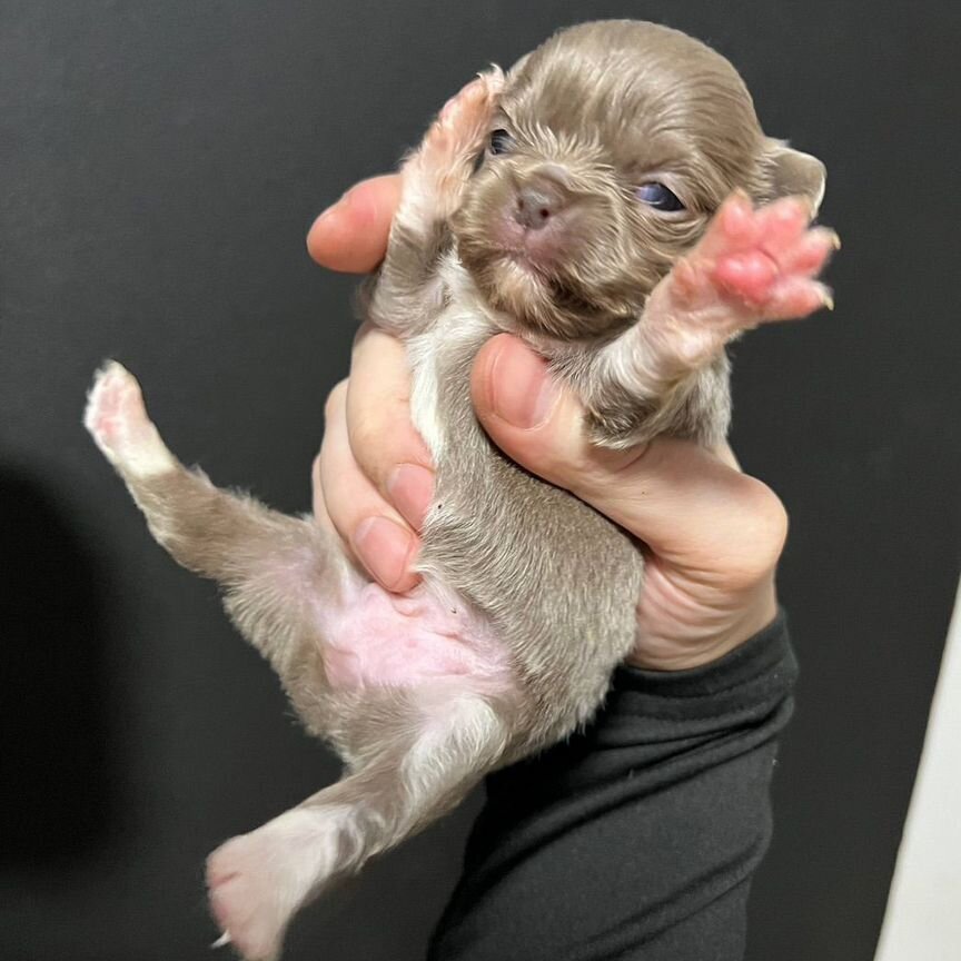 Чихуахуа, щенок